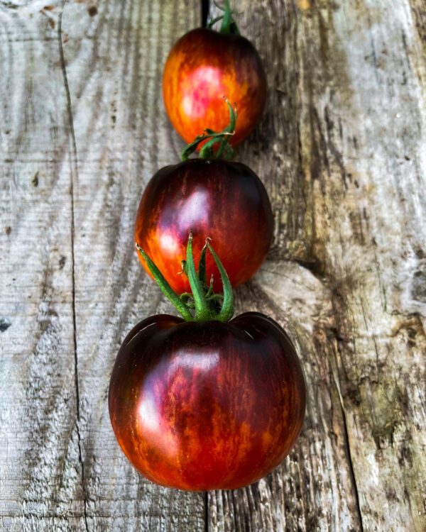 Buy Tomato Shadow Boxing Seeds | She Grows Veg