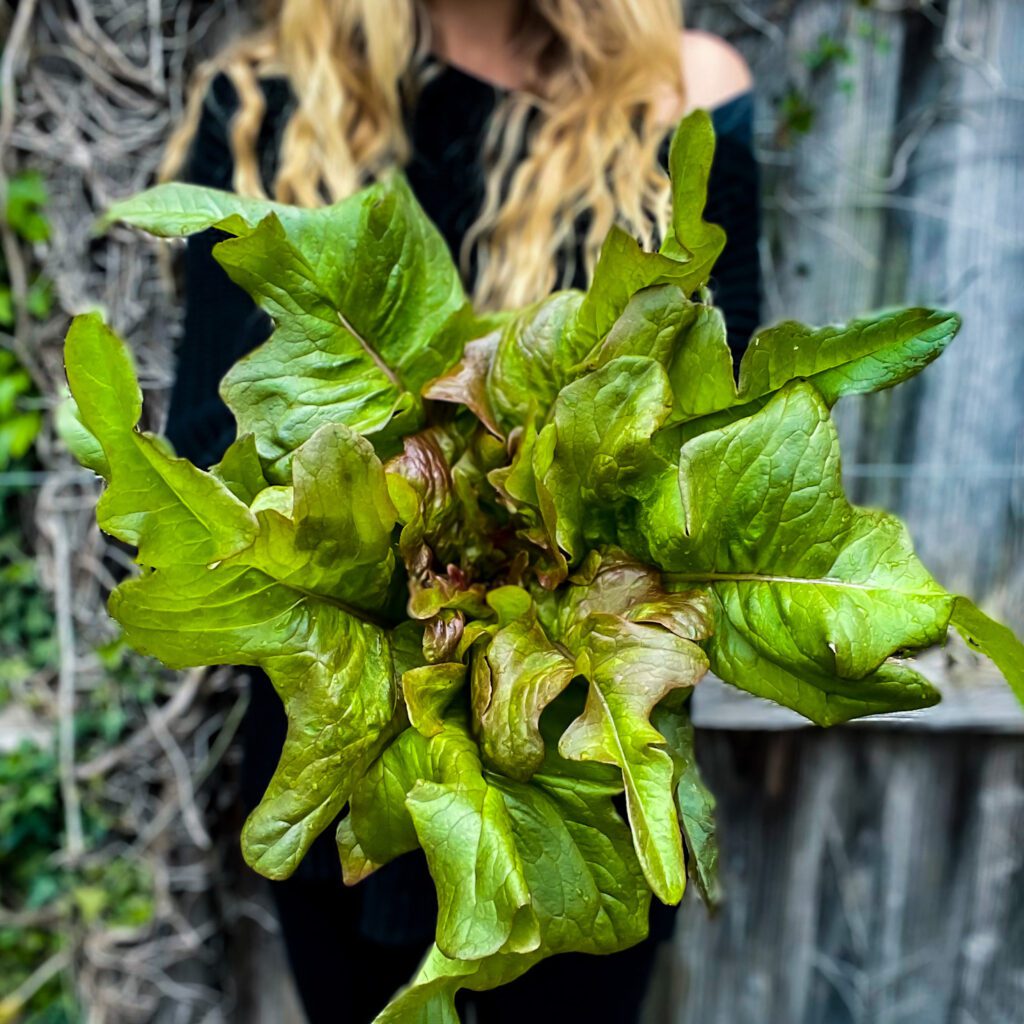 Buy Lettuce Bronze Beauty Seeds | She Grows Veg