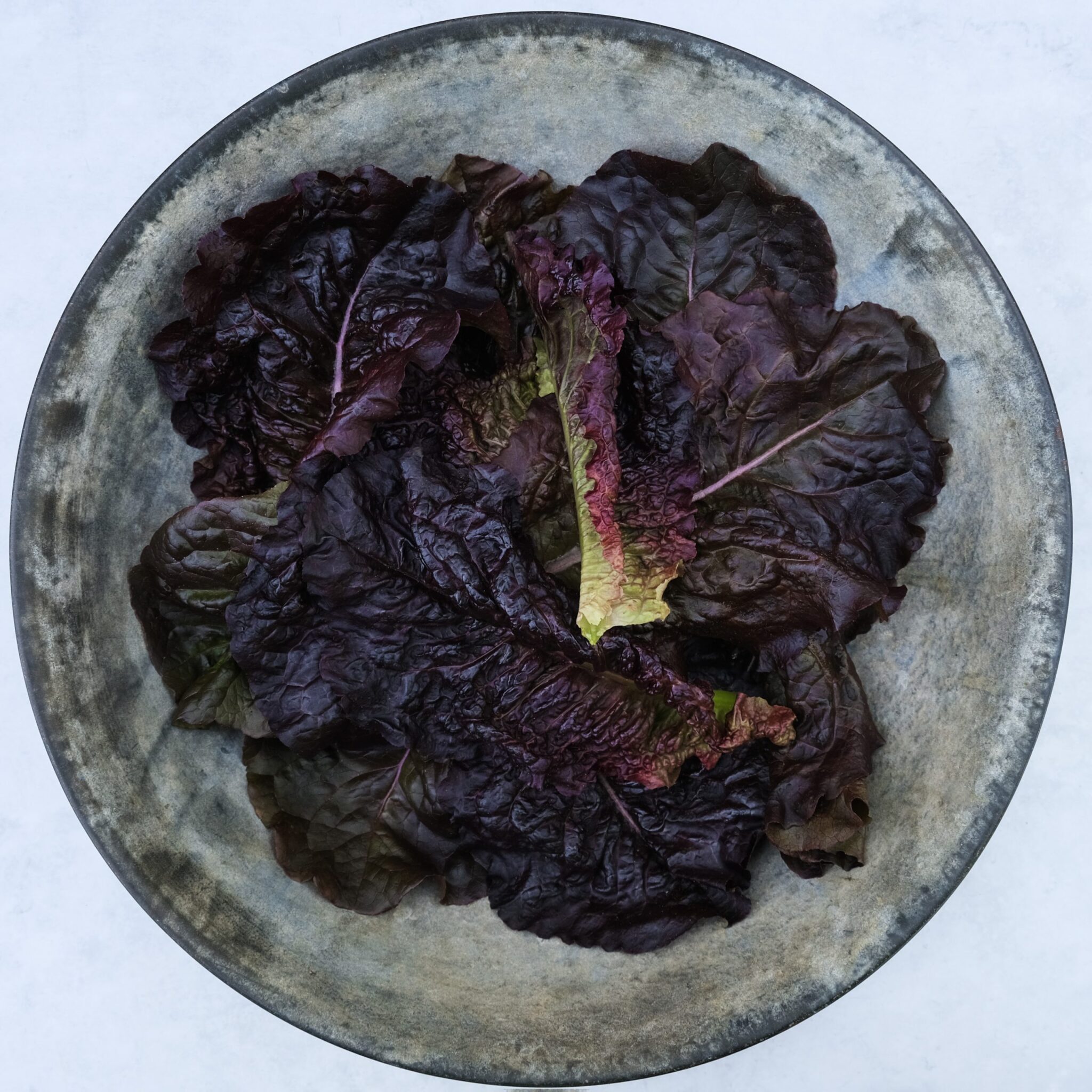 Buy Lettuce Outredgeous Seeds | She Grows Veg
