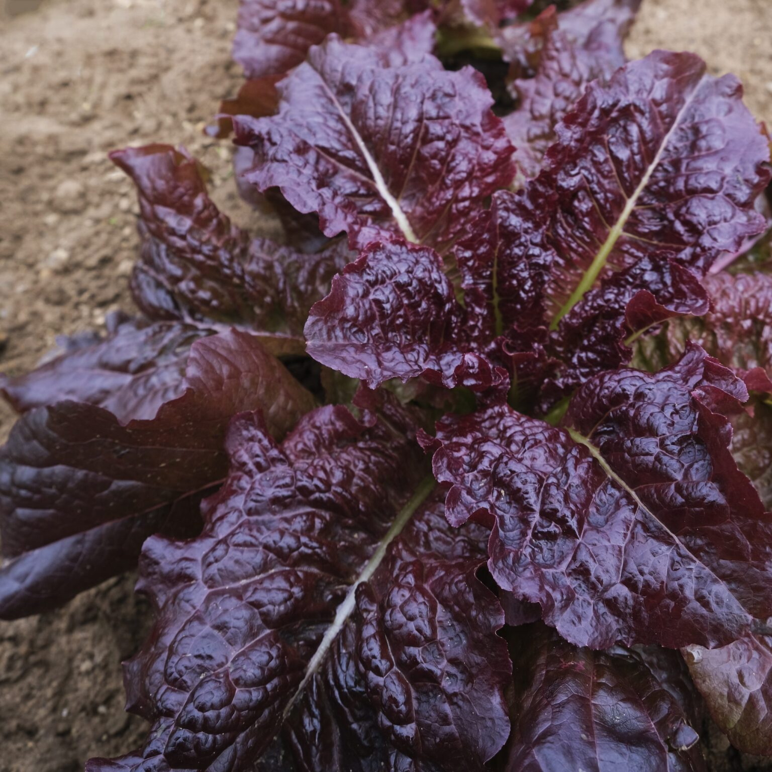 Buy Lettuce Outredgeous Seeds | She Grows Veg