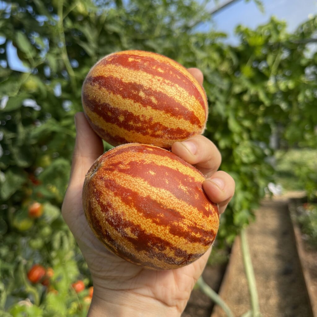 Buy Melon Rich Sweetness Seeds | She Grows Veg