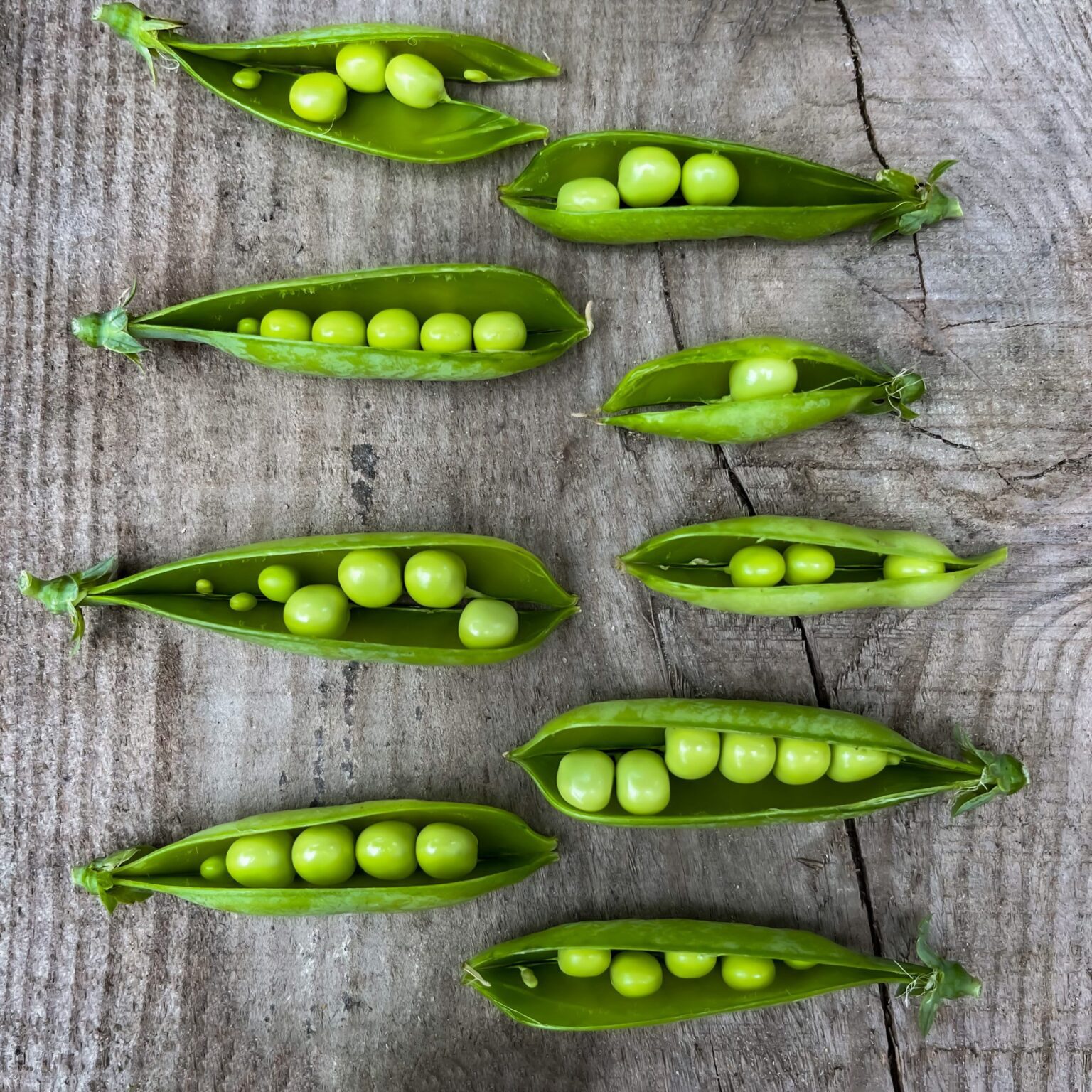 Buy Dwarf Pea Tom Thumb Seeds | She Grows Veg