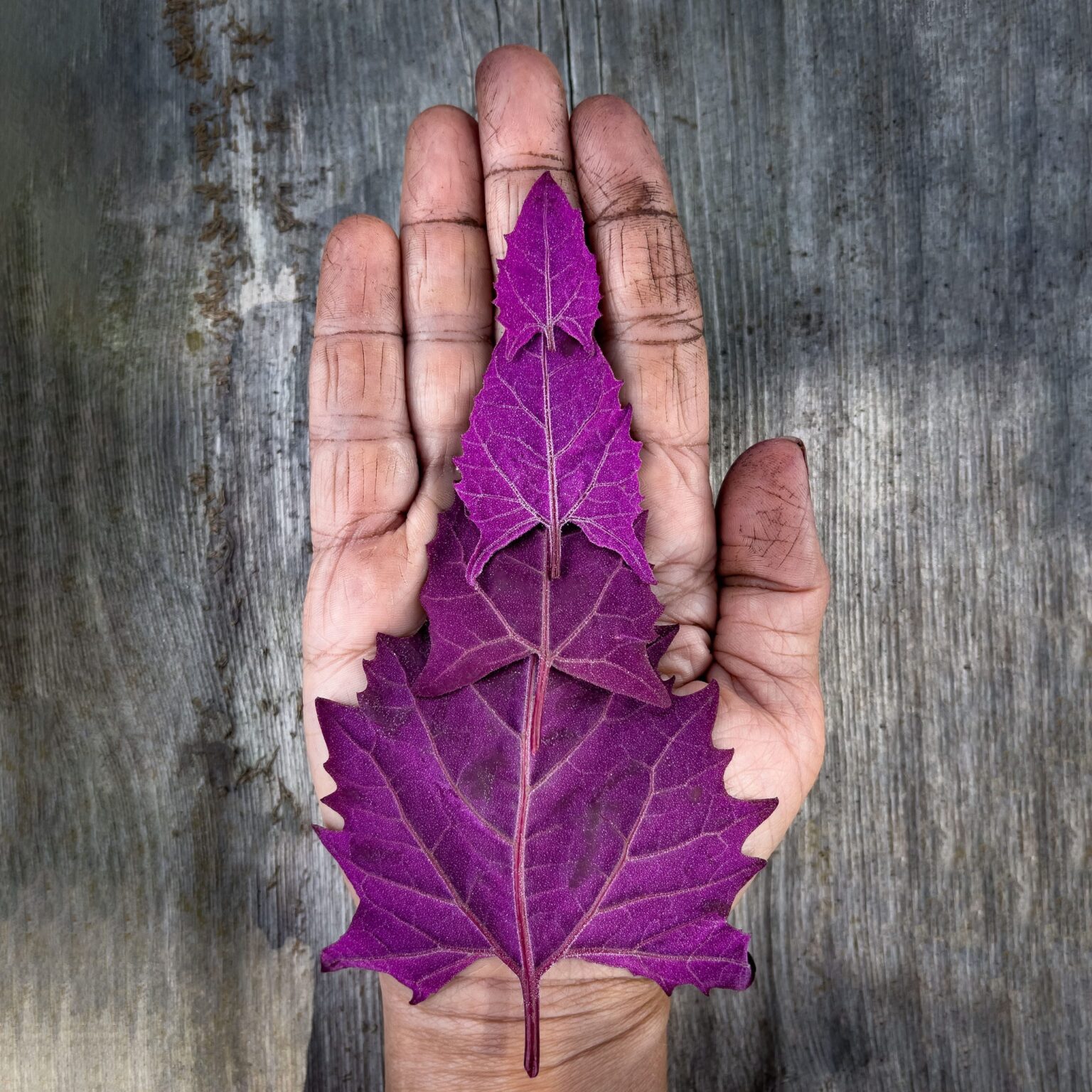 Buy Spinach Red Orach Seeds | She Grows Veg