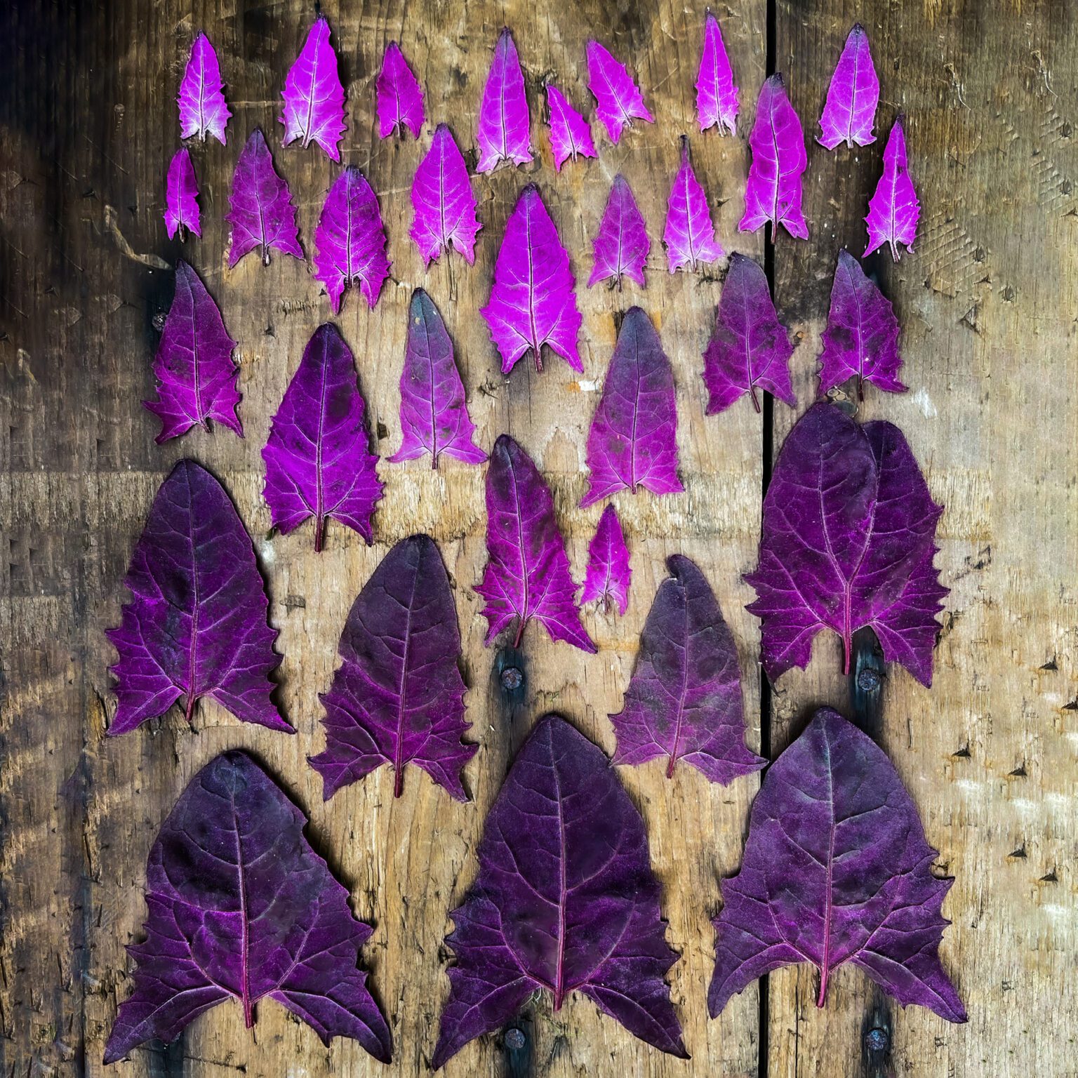 Buy Spinach Red Orach Seeds | She Grows Veg