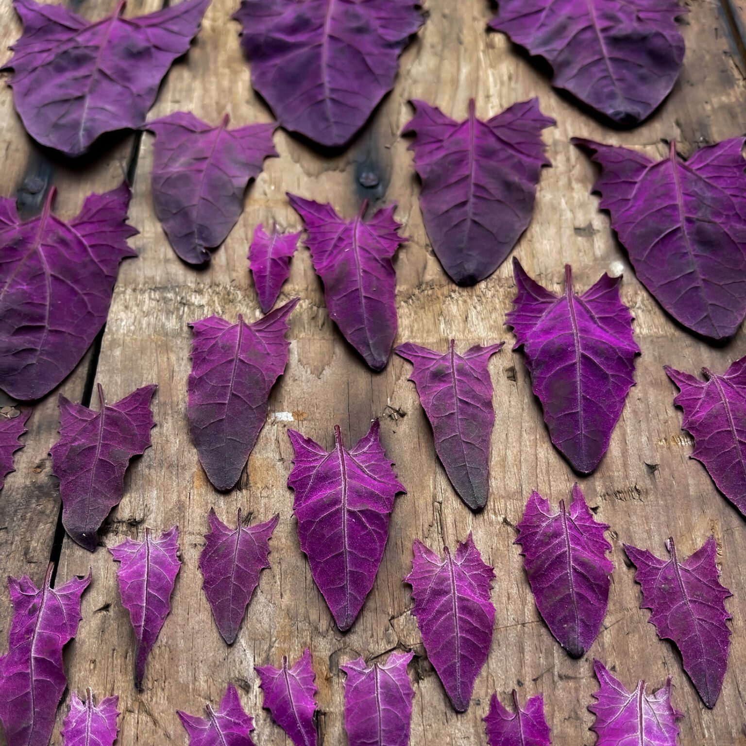 Buy Spinach Red Orach Seeds | She Grows Veg