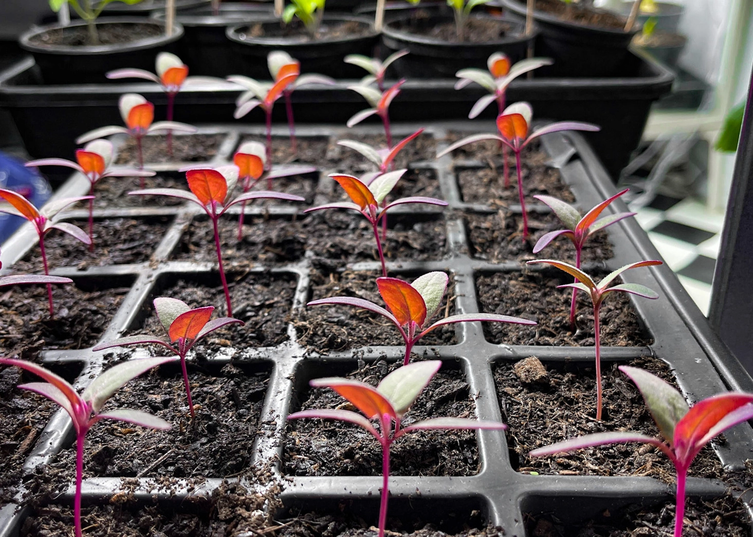 Troubleshooting Problems with Seeds and Seedlings | She Grows Veg