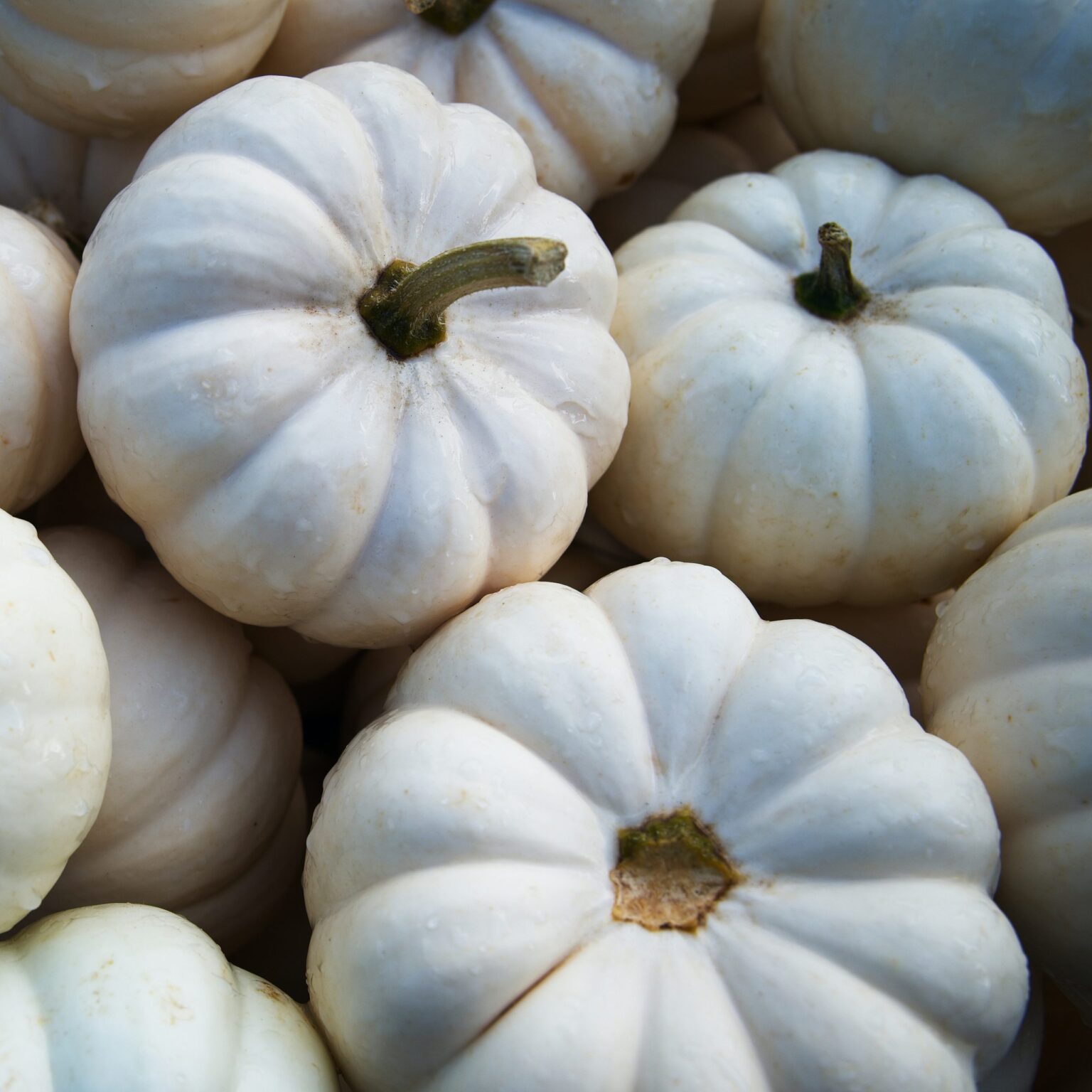 Buy Squash Baby Boo Seeds | She Grows Veg