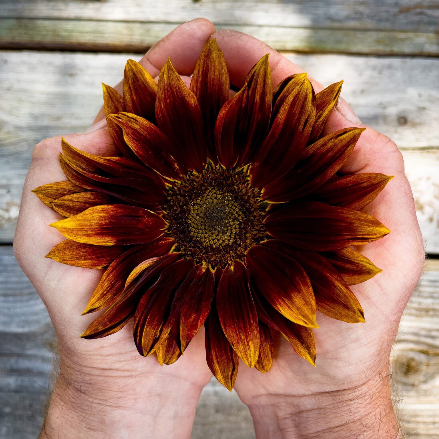 Buy Sunflower Selection (with gift bag) Seeds | She Grows Veg