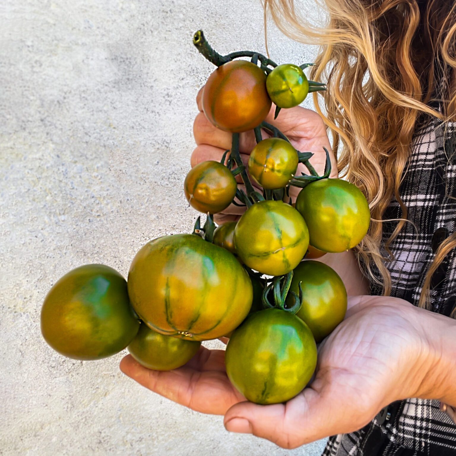 Buy Tomato Evil Olive Seeds | She Grows Veg