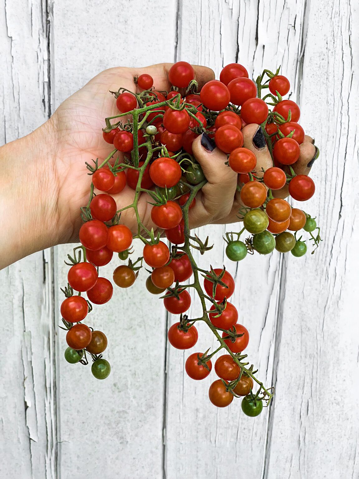 Buy Wild Tomato Red Currant Seeds | She Grows Veg