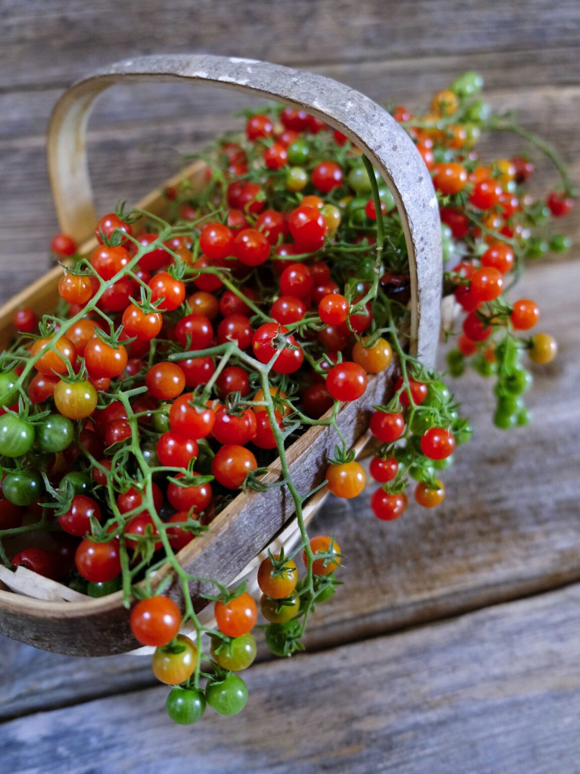 Buy Wild Tomato Red Currant Seeds | She Grows Veg