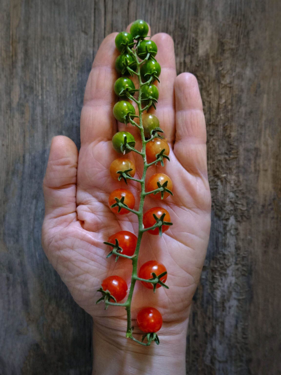 Buy Wild Tomato Red Currant Seeds | She Grows Veg