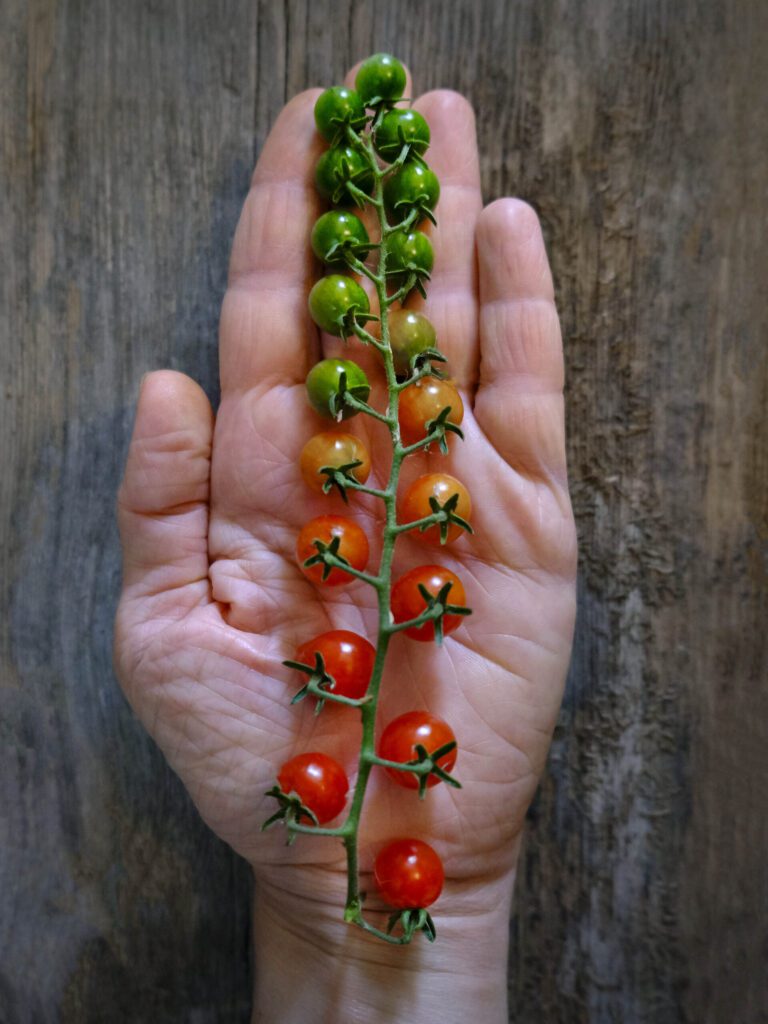 Buy Wild Tomato Red Currant Seeds | She Grows Veg