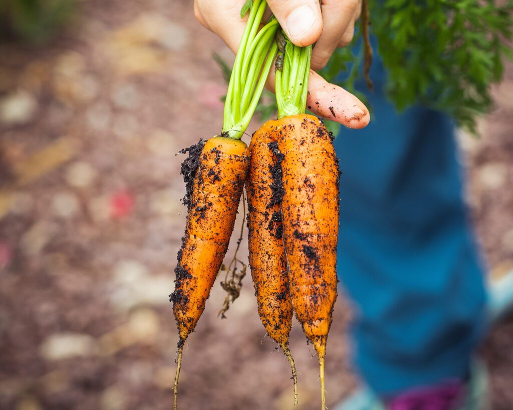 How to Sow and Grow Carrots | She Grows Veg