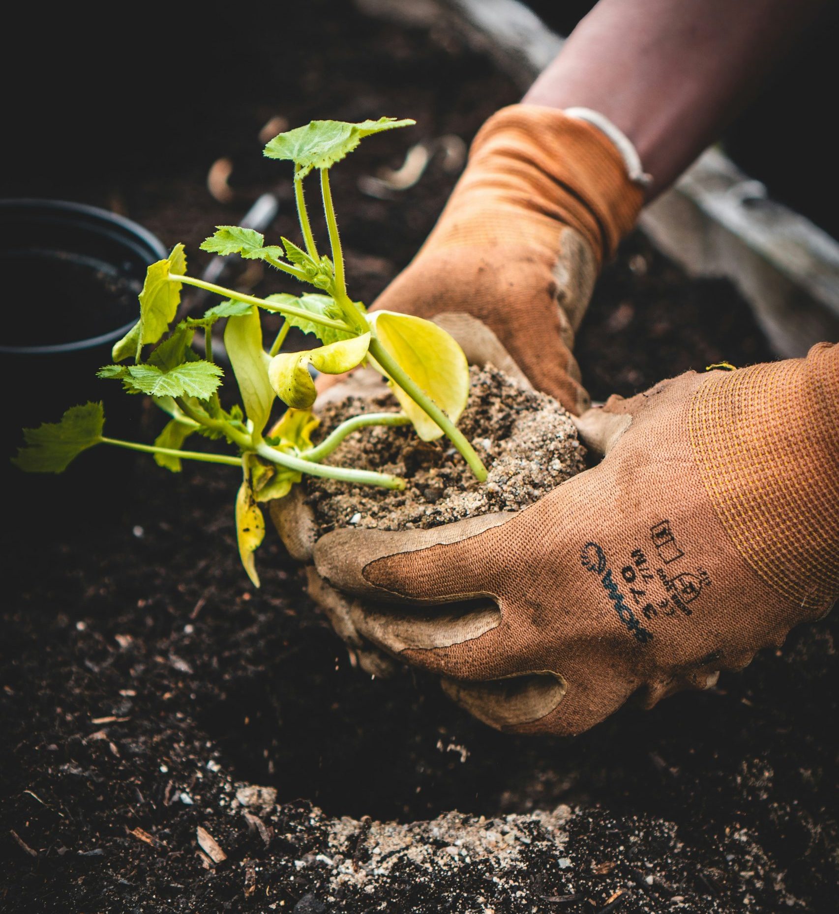 The Best Veg Seeds to Sow in June | She Grows Veg