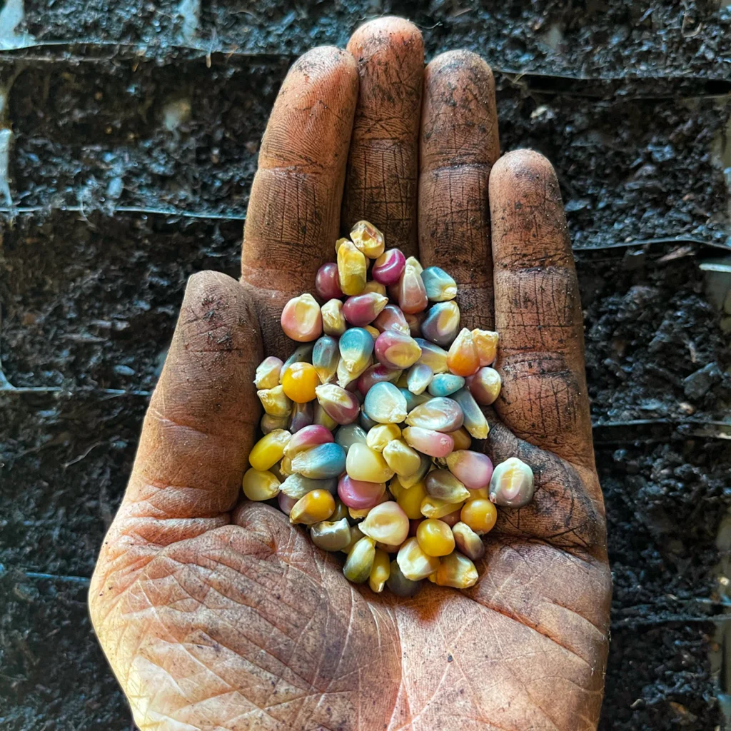 What are Heirloom, Heritage and Open Pollinated Seeds? | She Grows Veg