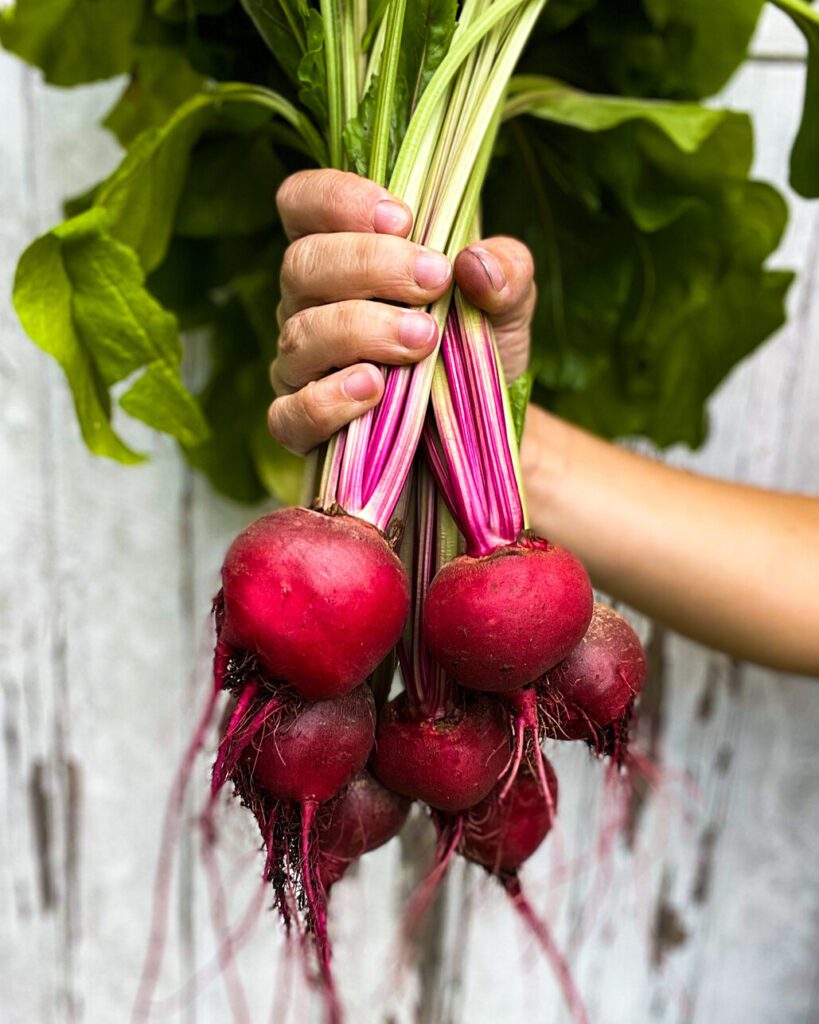 Buy Beetroot Chioggia Seeds | She Grows Veg