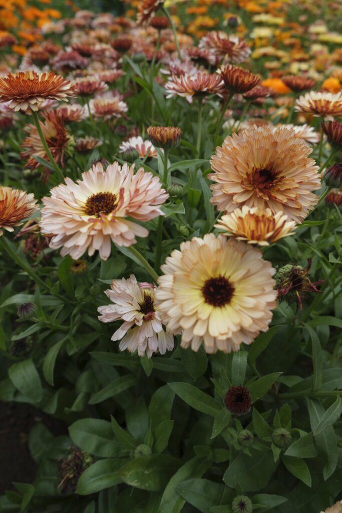 Buy Calendula Pink Surprise Seeds | She Grows Veg
