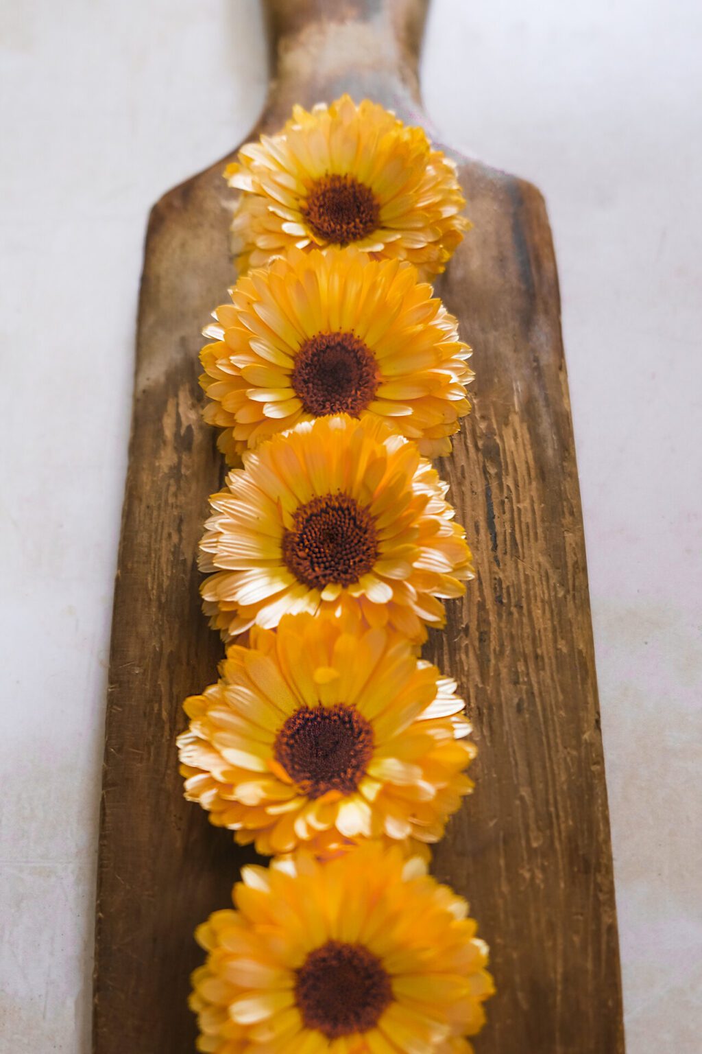Buy Calendula Pink Surprise Seeds | She Grows Veg