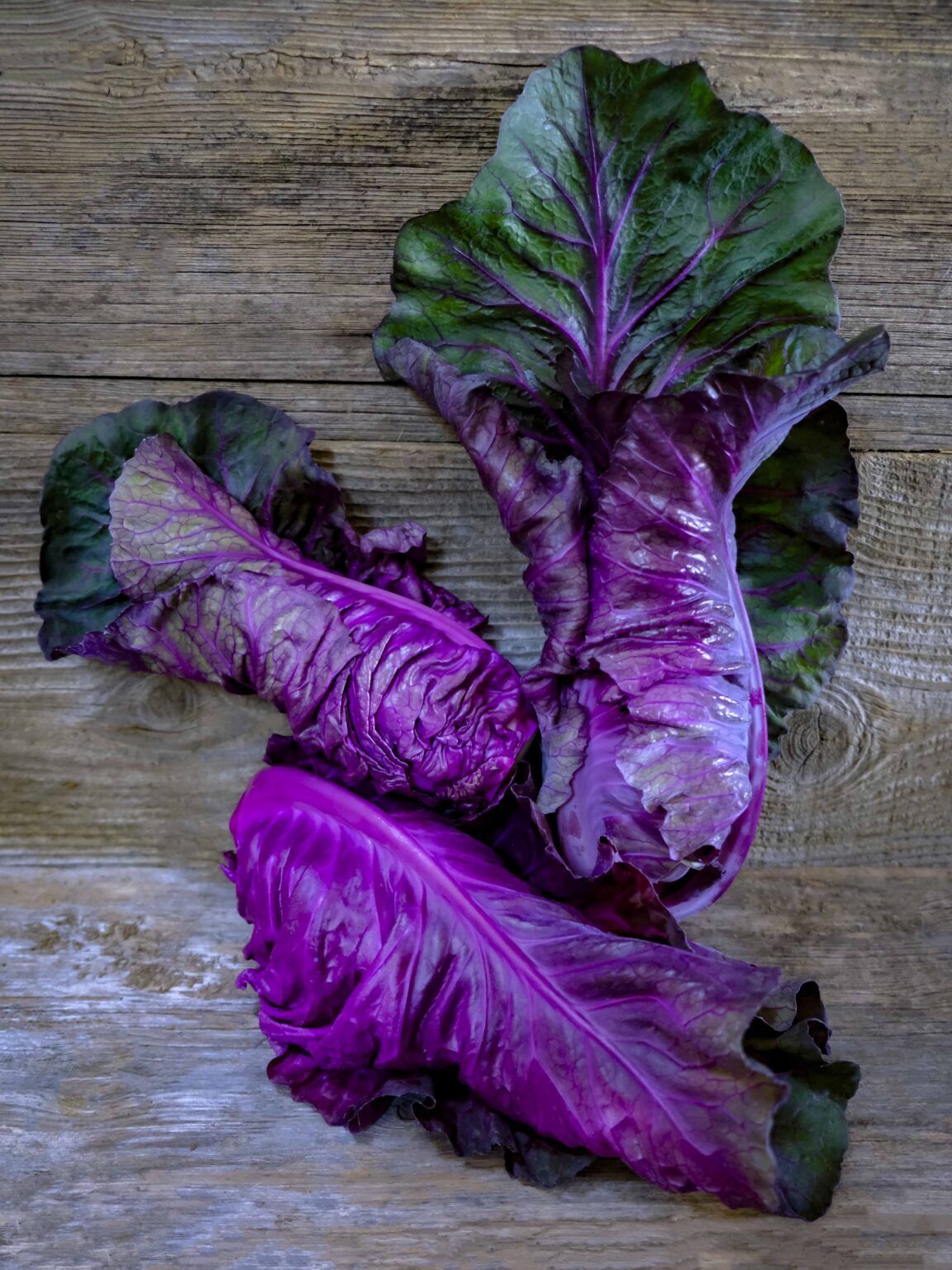 Buy Summer Cabbage Kalibos Seeds | She Grows Veg