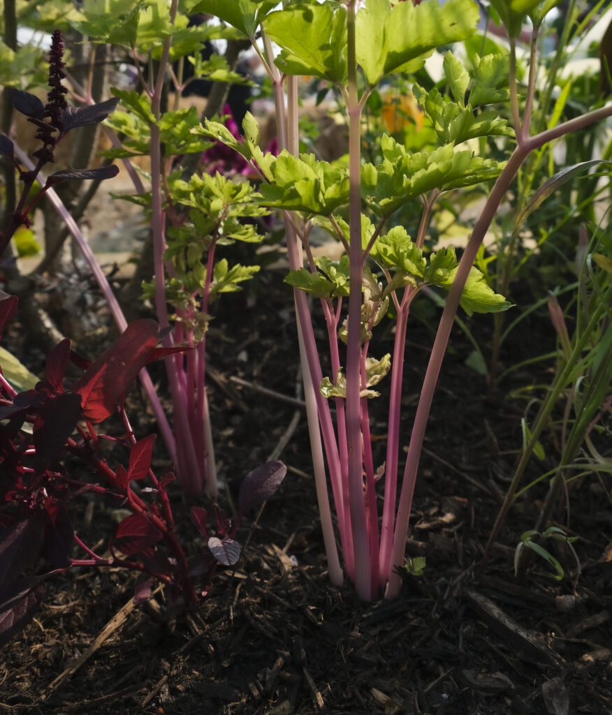How to Sow and Grow Celery | She Grows Veg