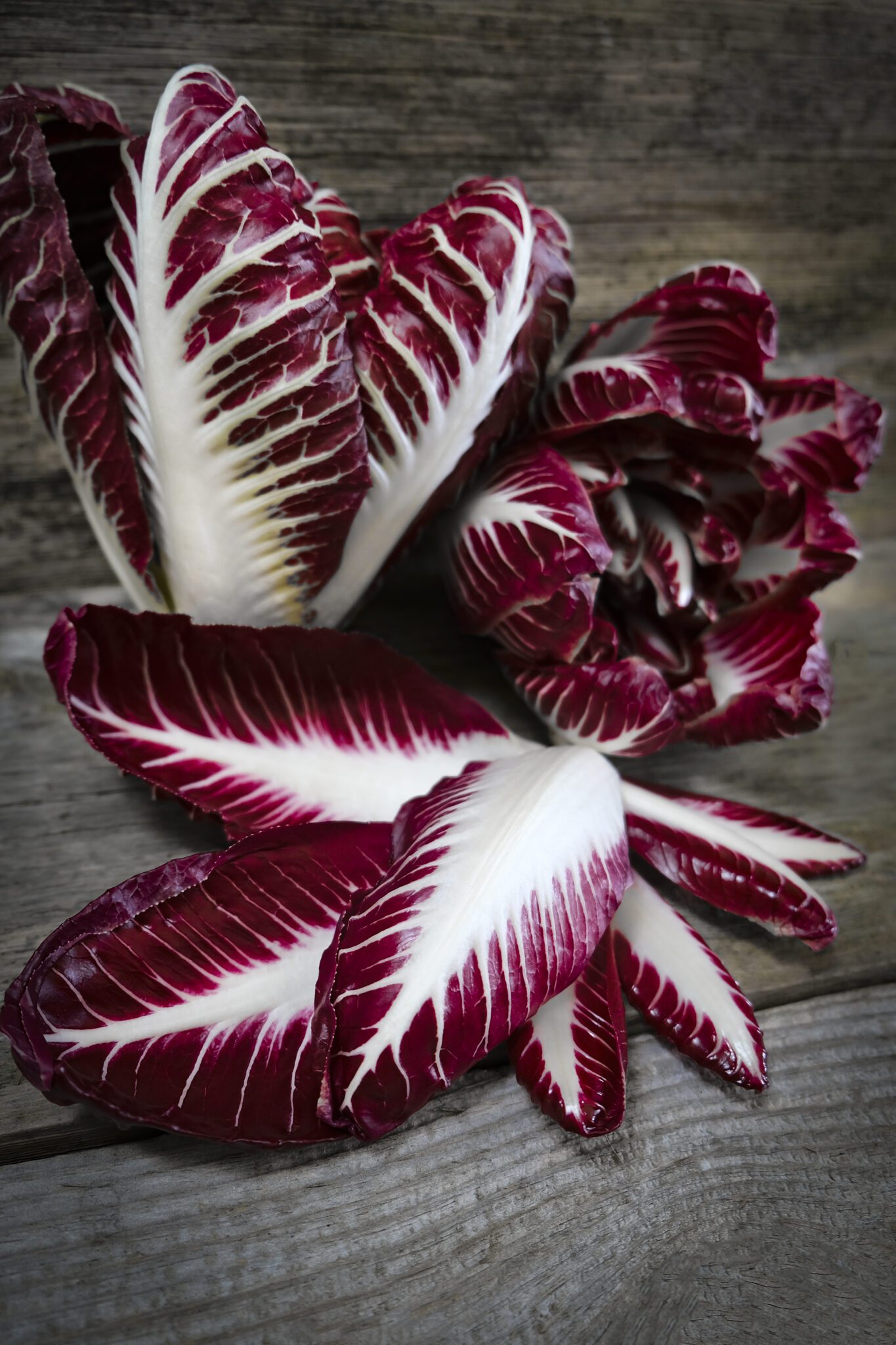Buy Chicory Rossa Di Treviso Precoce Seeds | She Grows Veg