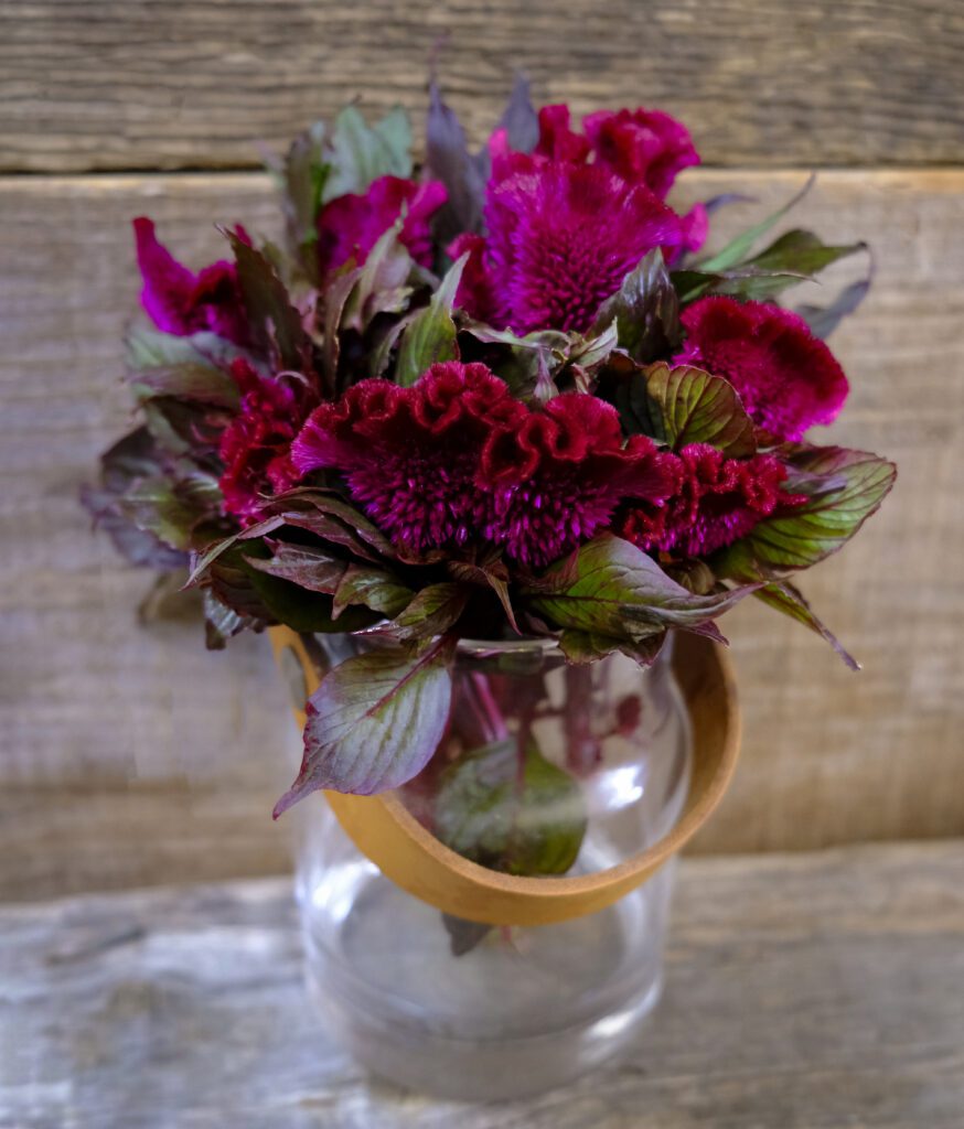 Buy Cockscomb Purple Empress Seeds | She Grows Veg