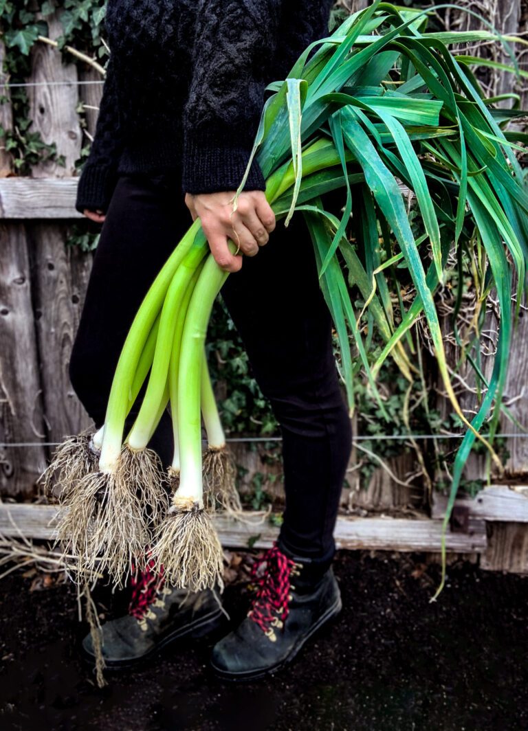 How to Prevent and Treat Rust on Leeks and Beans | She Grows Veg