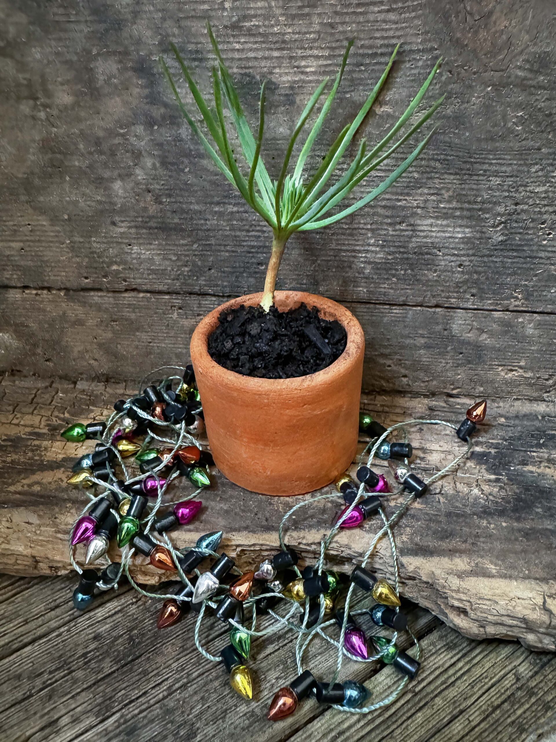 Grow Your Own Christmas Tree | She Grows Veg