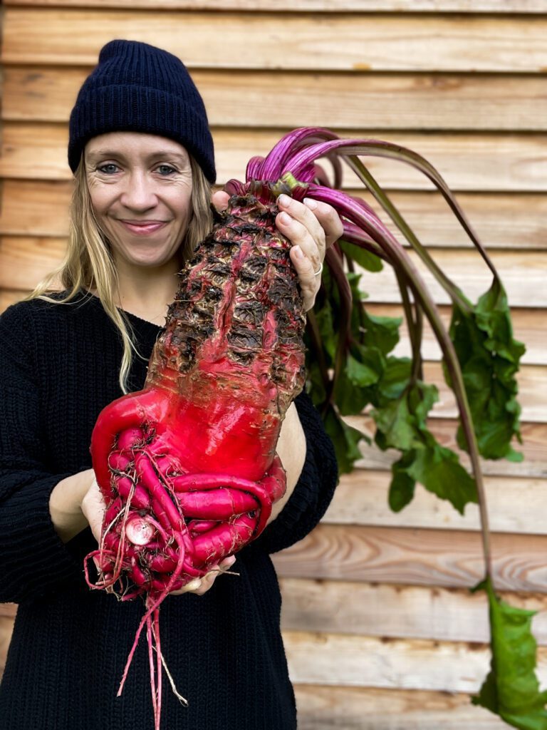 Buy Mangelwurzel Mamouth Red Seeds | She Grows Veg