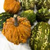Buy Pumpkin musquee de maroc Seeds | She Grows Veg