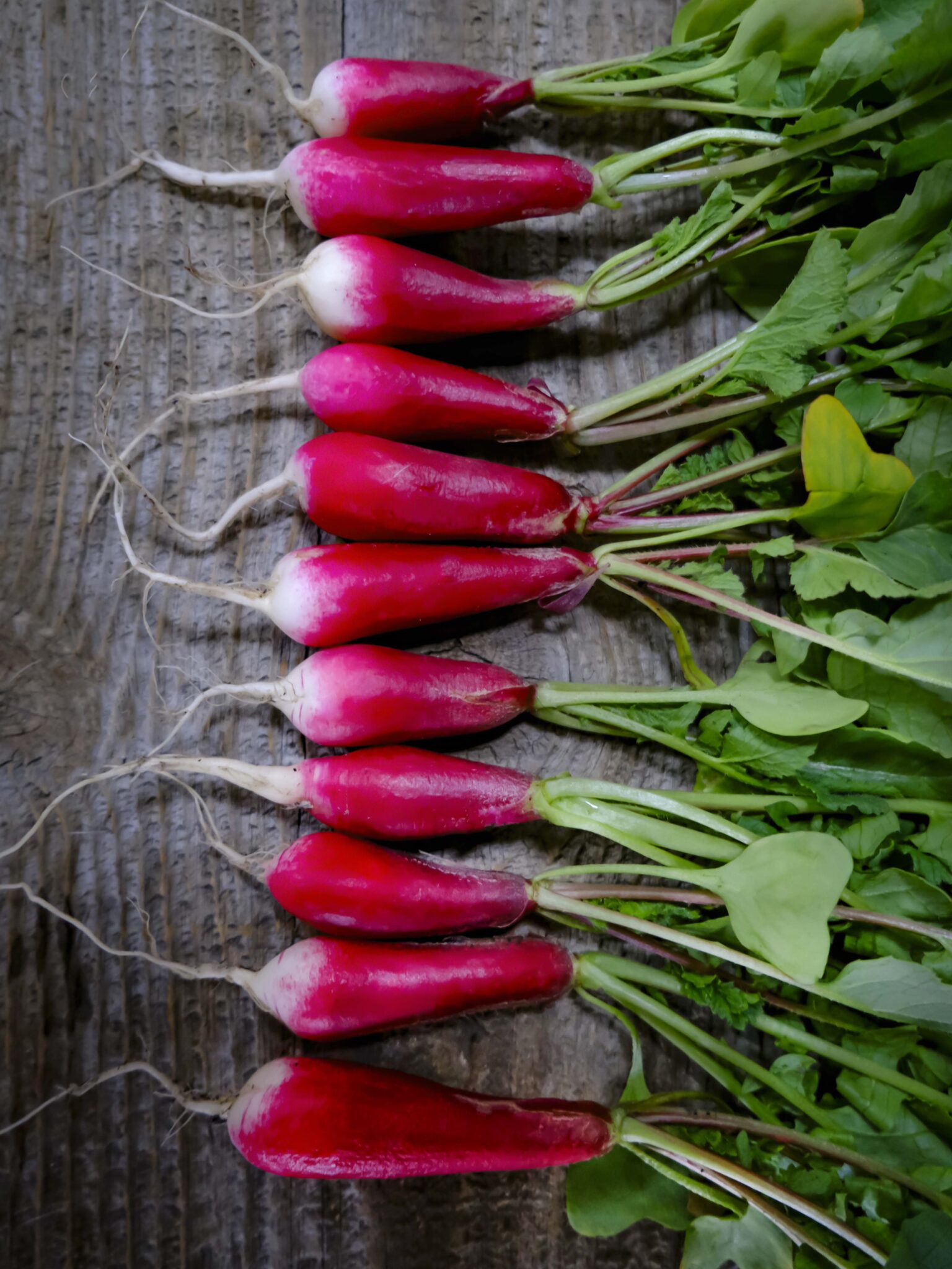 Buy Spring Radish - The 18 Day Radish Seeds | She Grows Veg