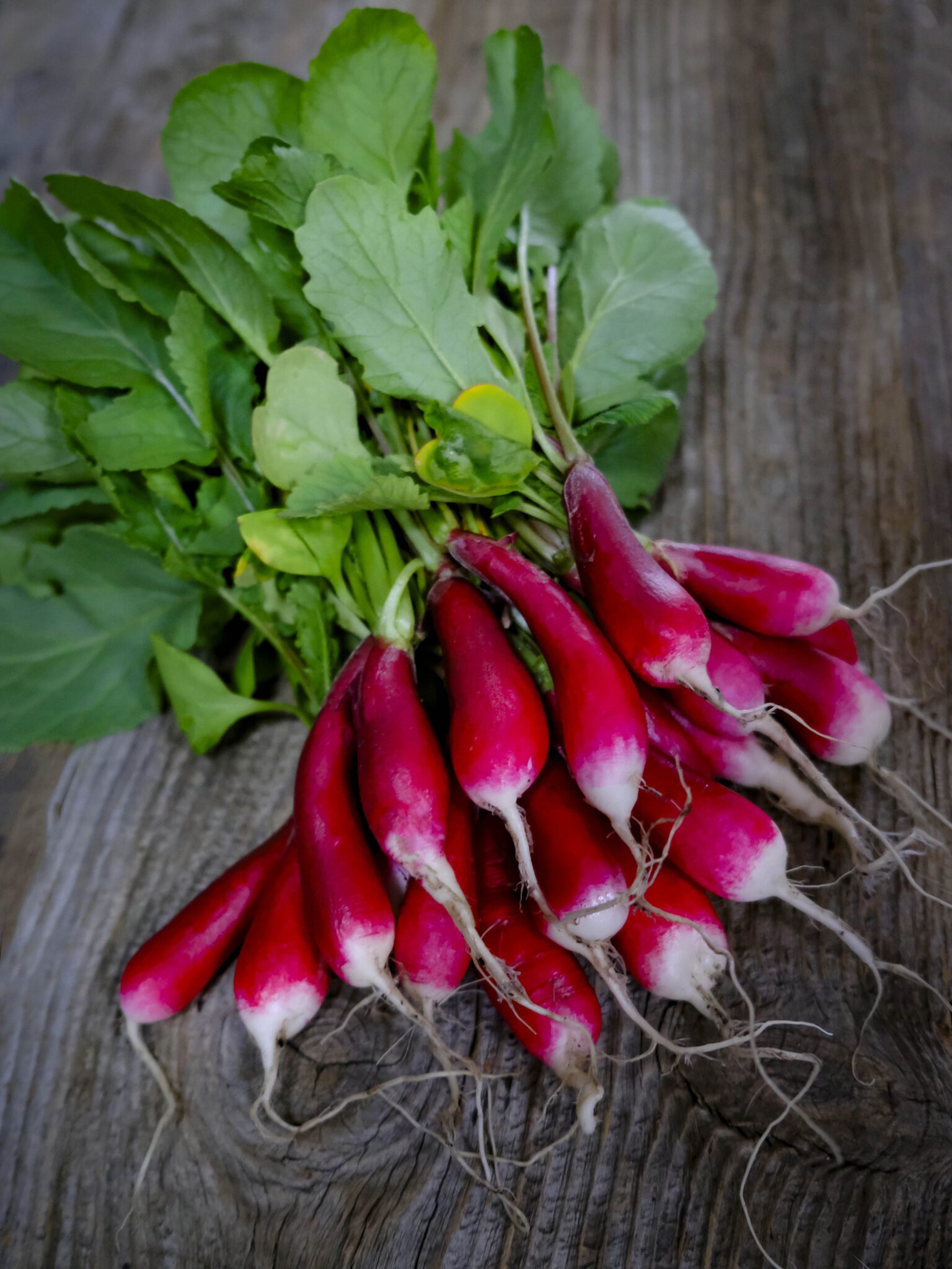 Buy Spring Radish - The 18 Day Radish Seeds | She Grows Veg