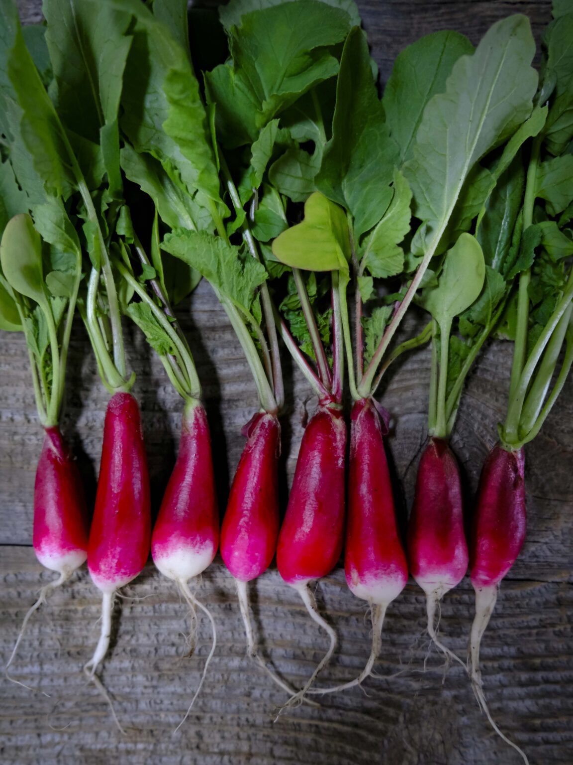 Buy Spring Radish - The 18 Day Radish Seeds | She Grows Veg