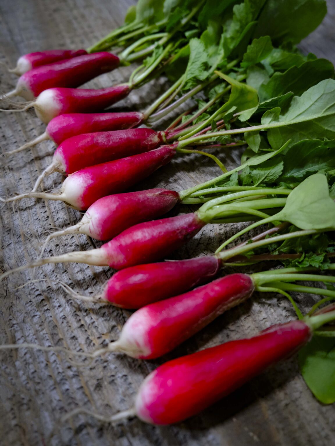 Buy Spring Radish - The 18 Day Radish Seeds | She Grows Veg