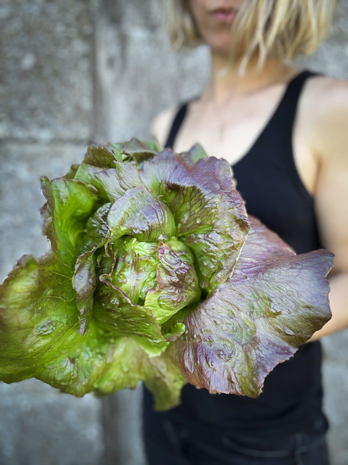 How to Sow and Grow Lettuce | She Grows Veg