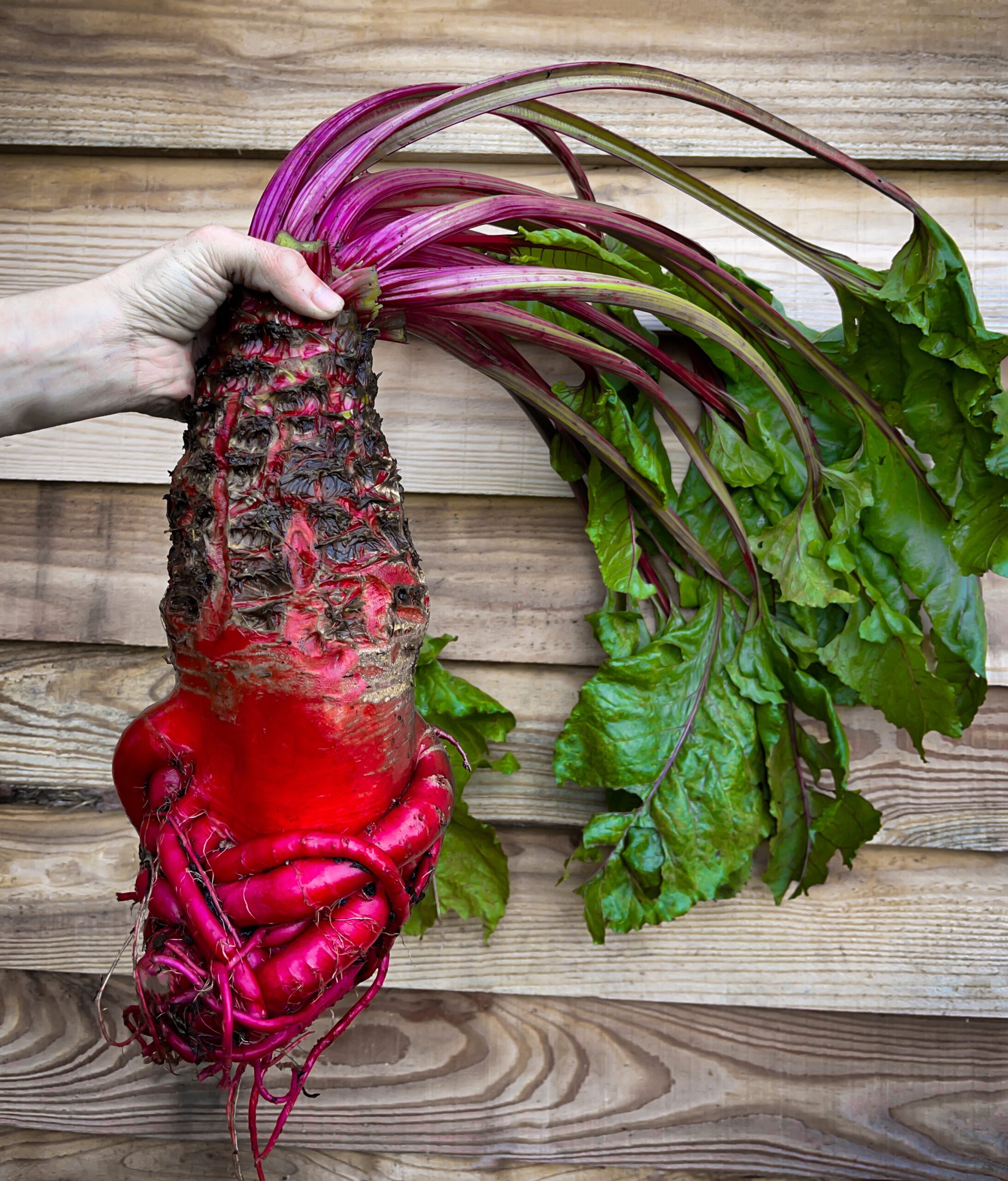 Marvellous Mangelwurzels: All You Need To Know | She Grows Veg