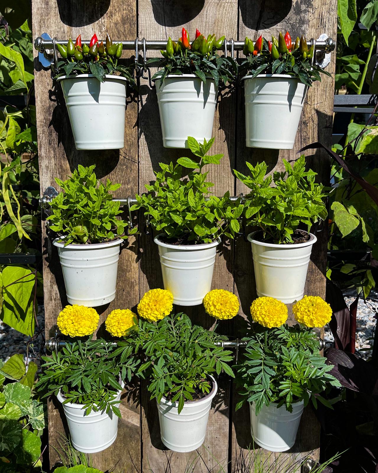How To Use Heat and Grow Lights to Start Crops Early | She Grows Veg
