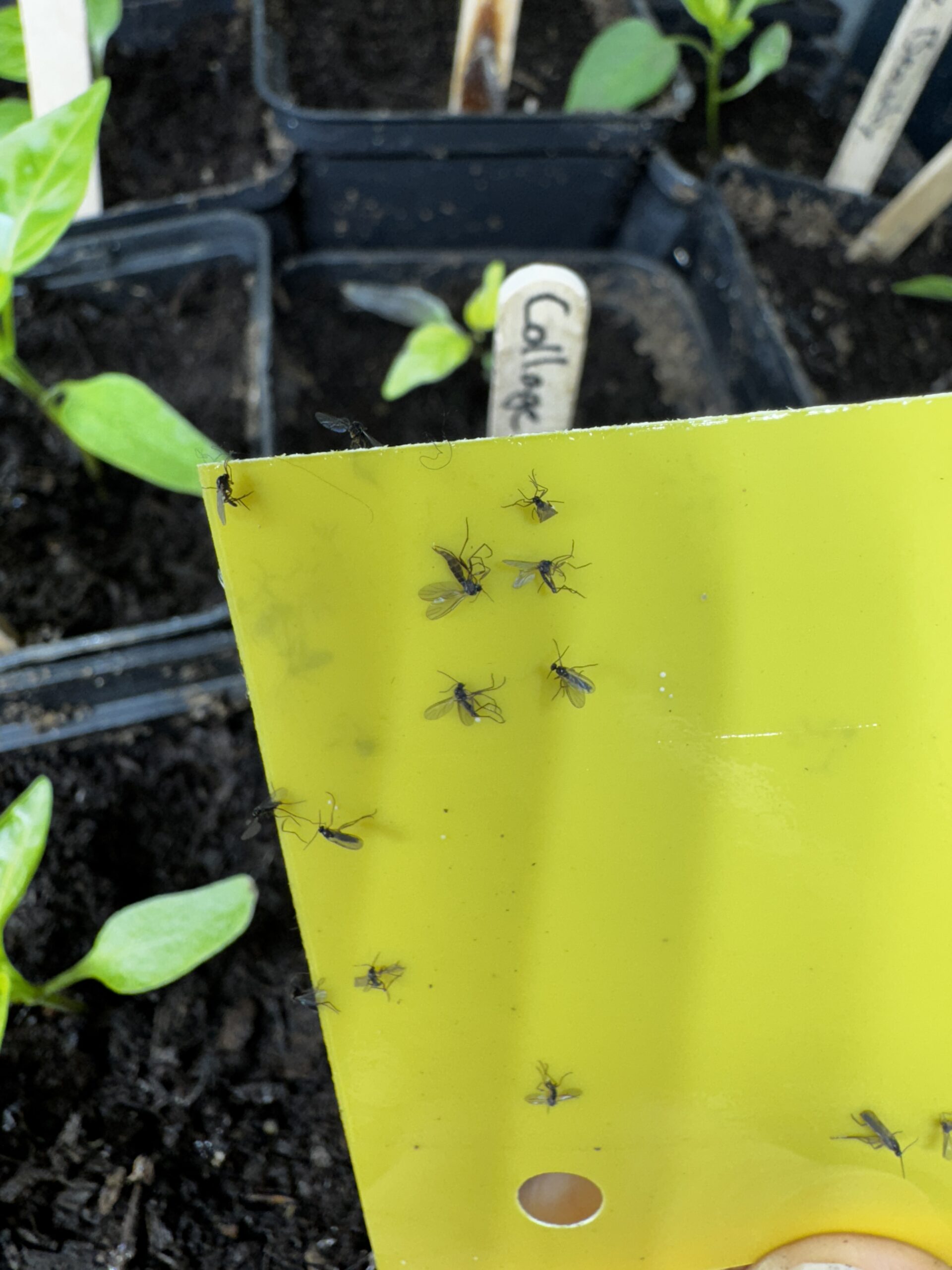 Dealing with Fungus Gnats – Naturally! | She Grows Veg