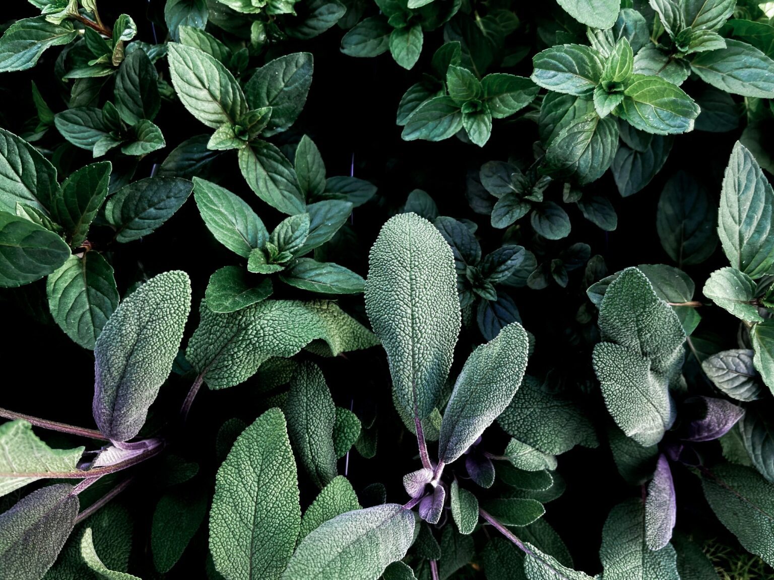 How To Grow Oregano At Home | She Grows Veg