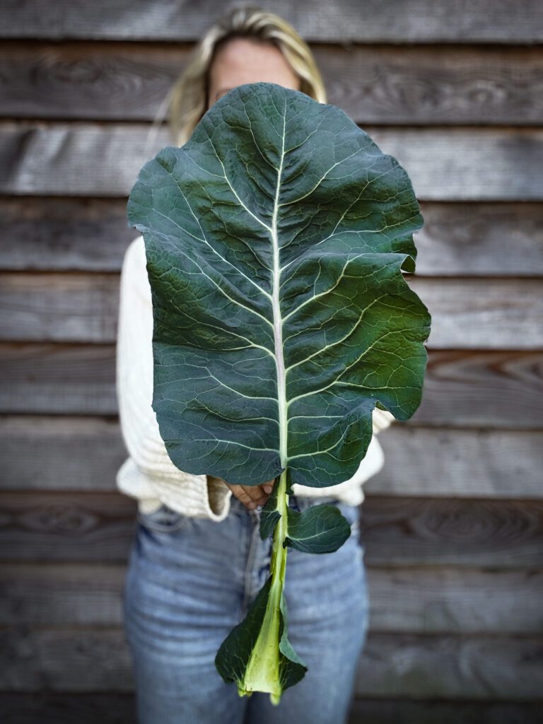 Buy Kale Thousandhead Seeds | She Grows Veg