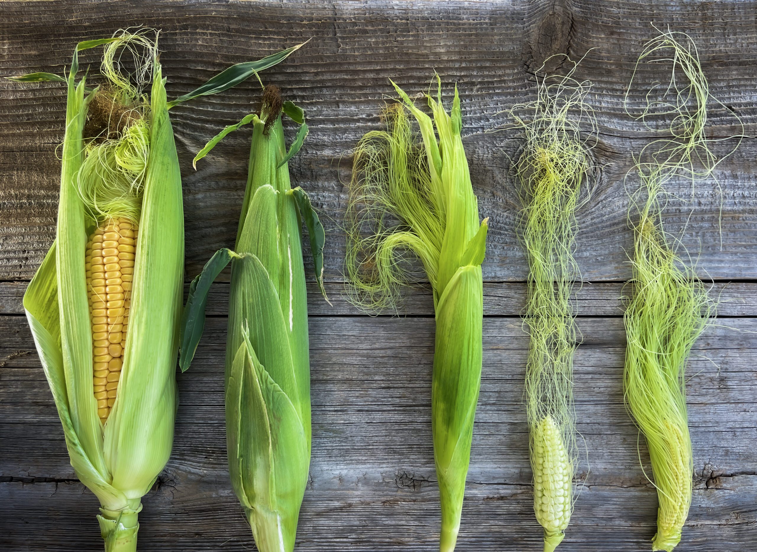 gmo corn cross pollination