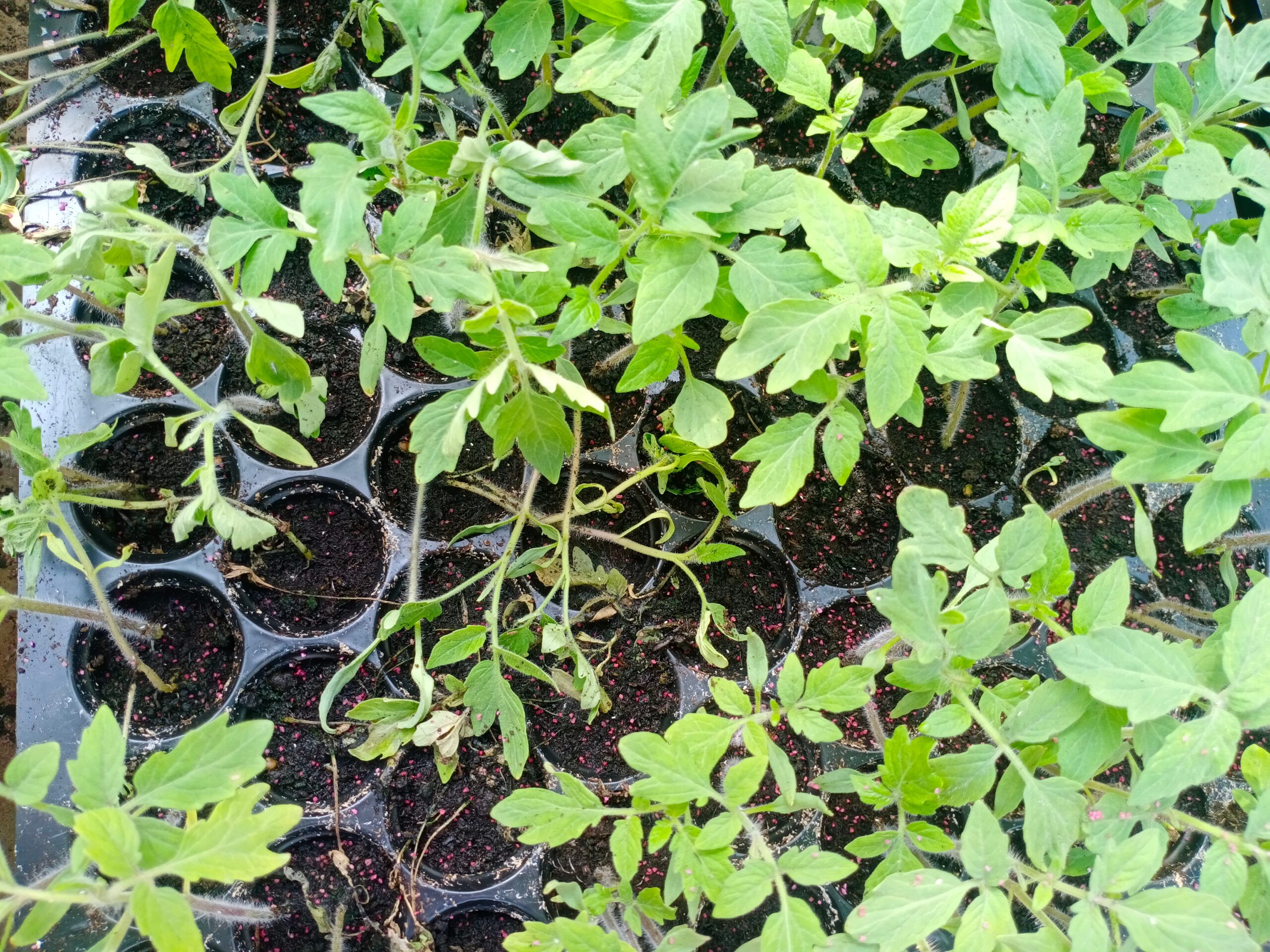 How to Prevent Damping Off and Protect Your Seedlings | She Grows Veg