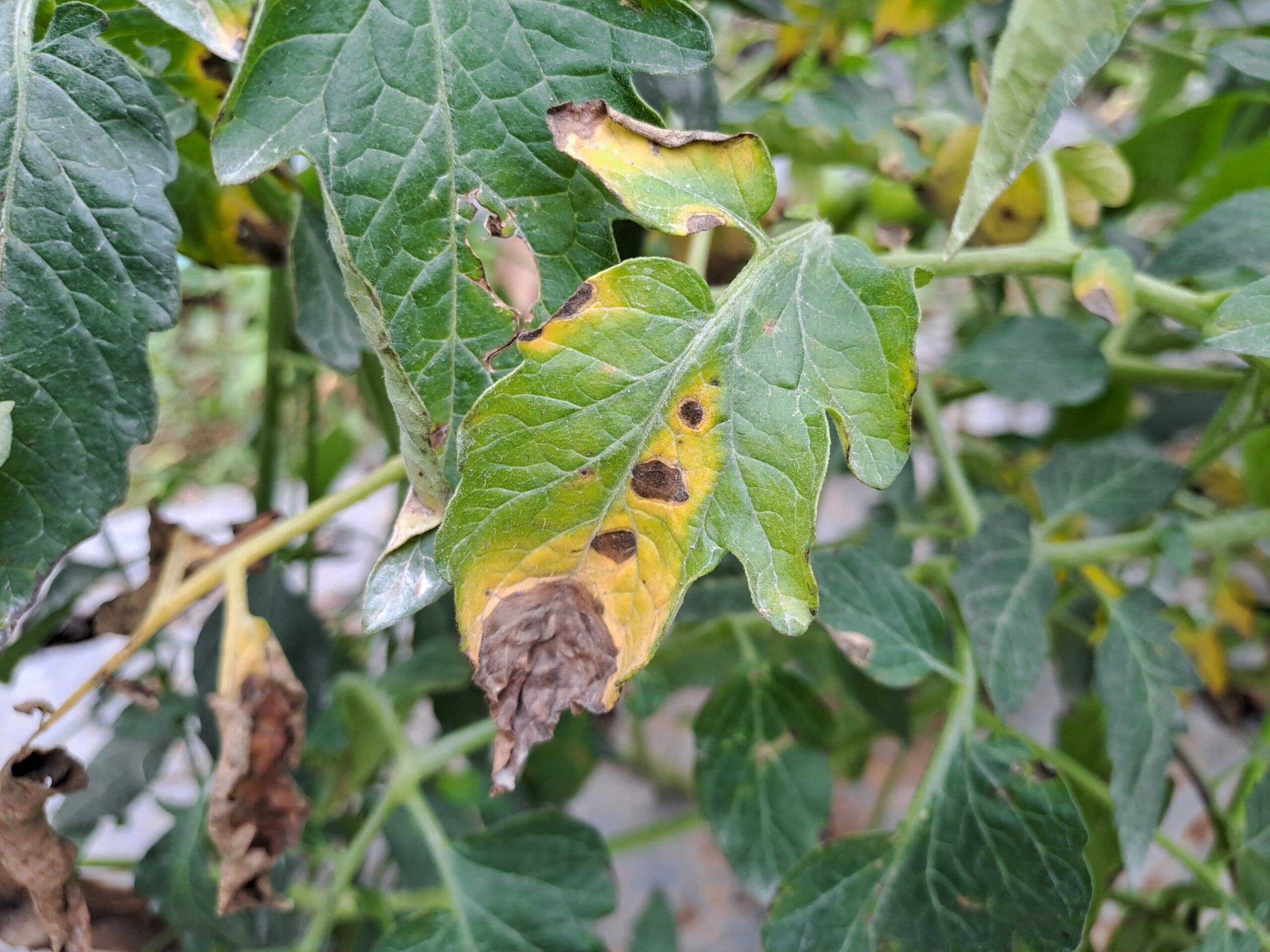 How to Prevent and Manage Tomato and Potato Blight in Your Garden | She ...