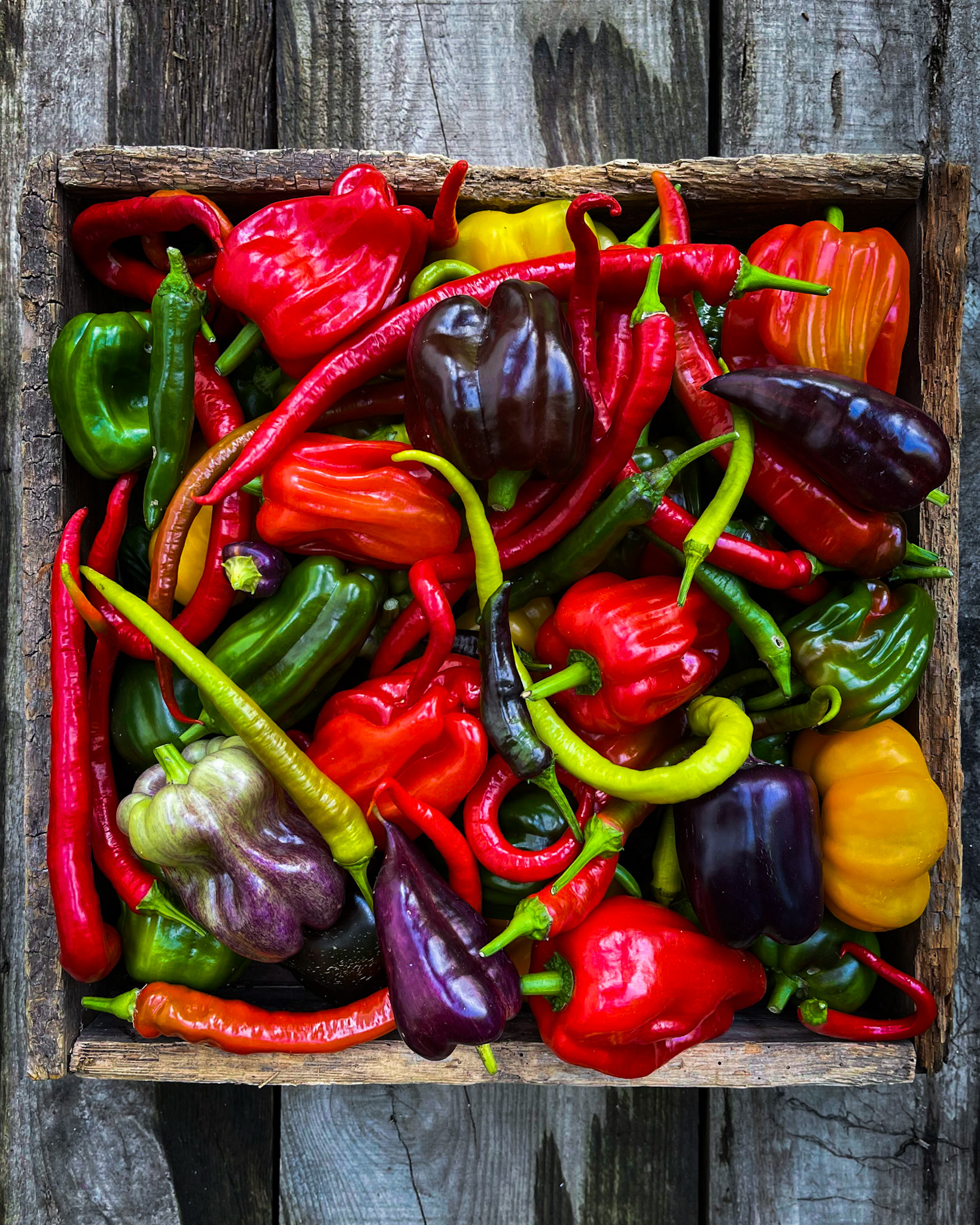 How to Prevent and Manage Blossom End Rot in Tomatoes and Peppers | She ...