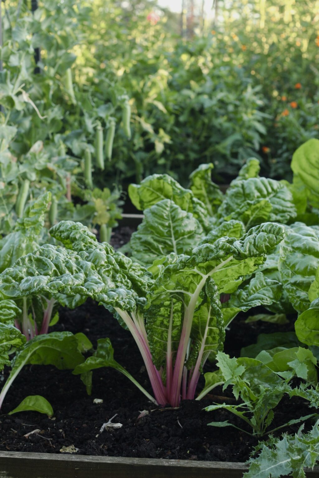 Poor Crop Rotation: How It Contributes to Disease Build-Up and ...