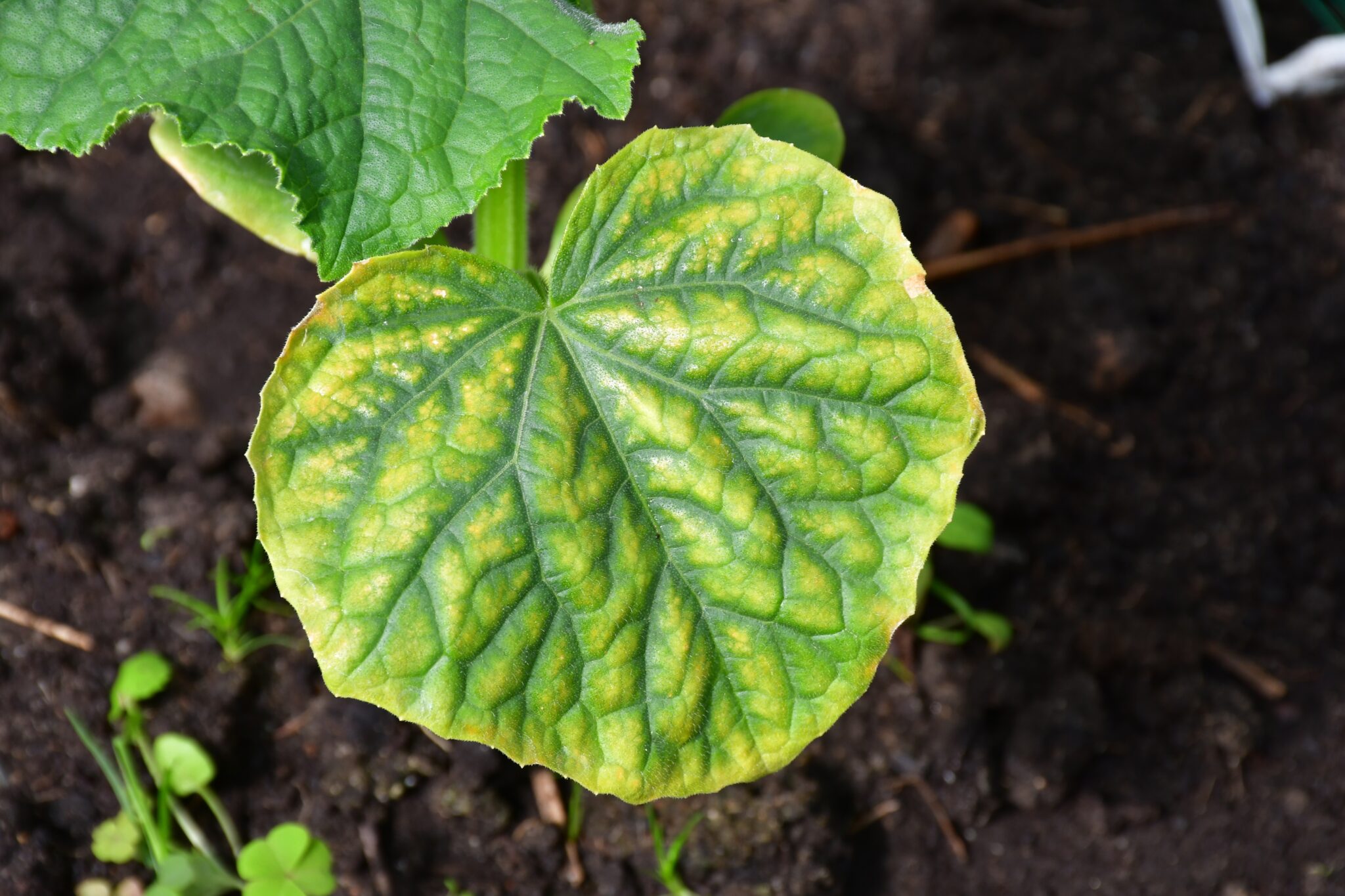 How to Identify and Address Nutrient Deficiencies in Your Garden Soil ...