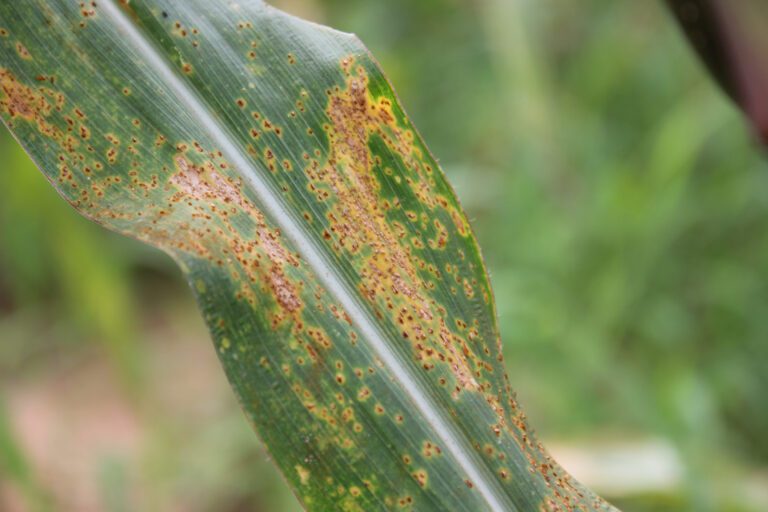 How to Prevent and Treat Rust on Leeks and Beans | She Grows Veg