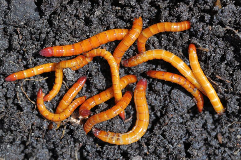 How to Protect Potatoes and Carrots from Wireworm Damage | She Grows Veg