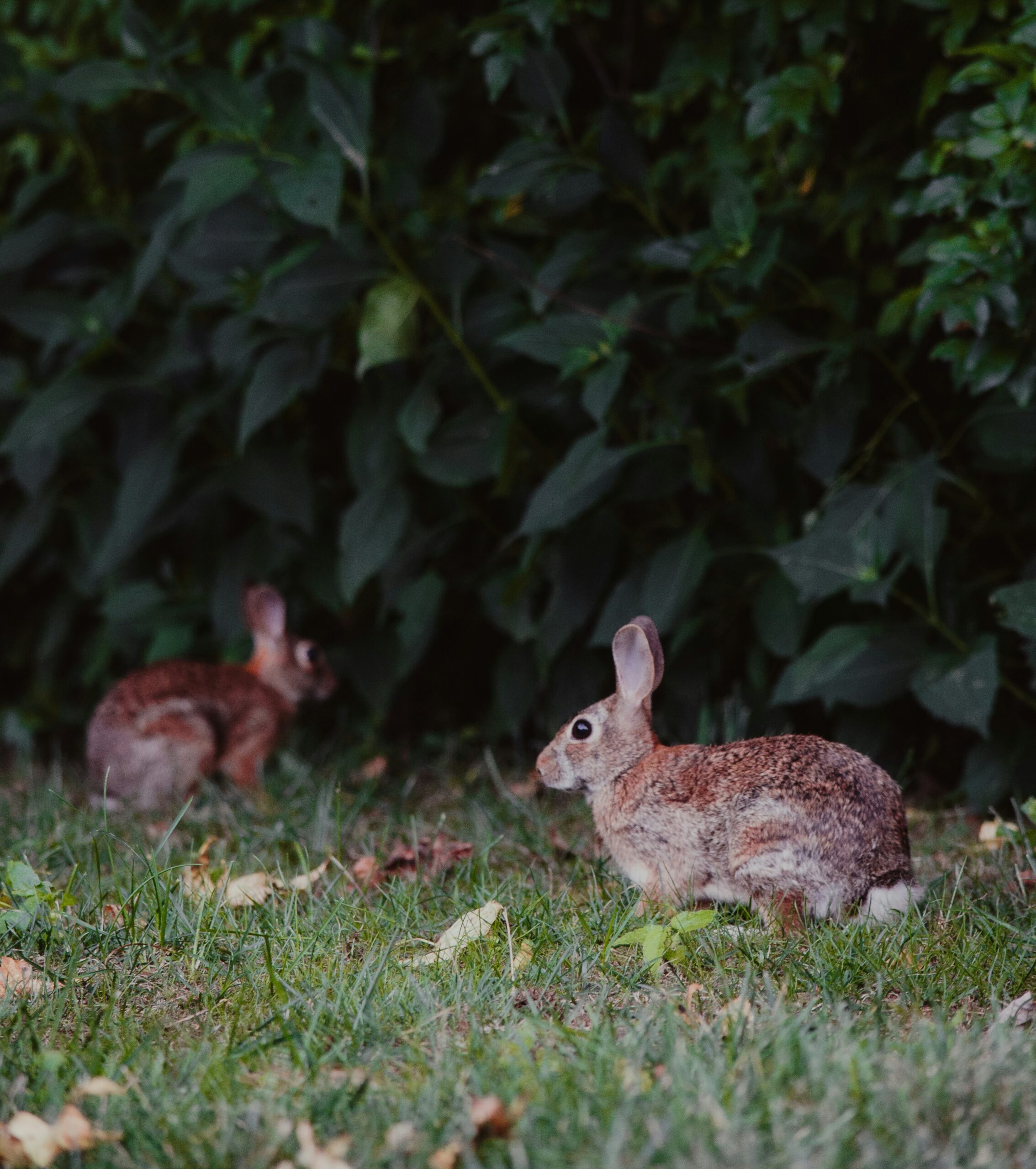 How to Protect Your Garden from Rabbit Damage: Tips for Safeguarding ...